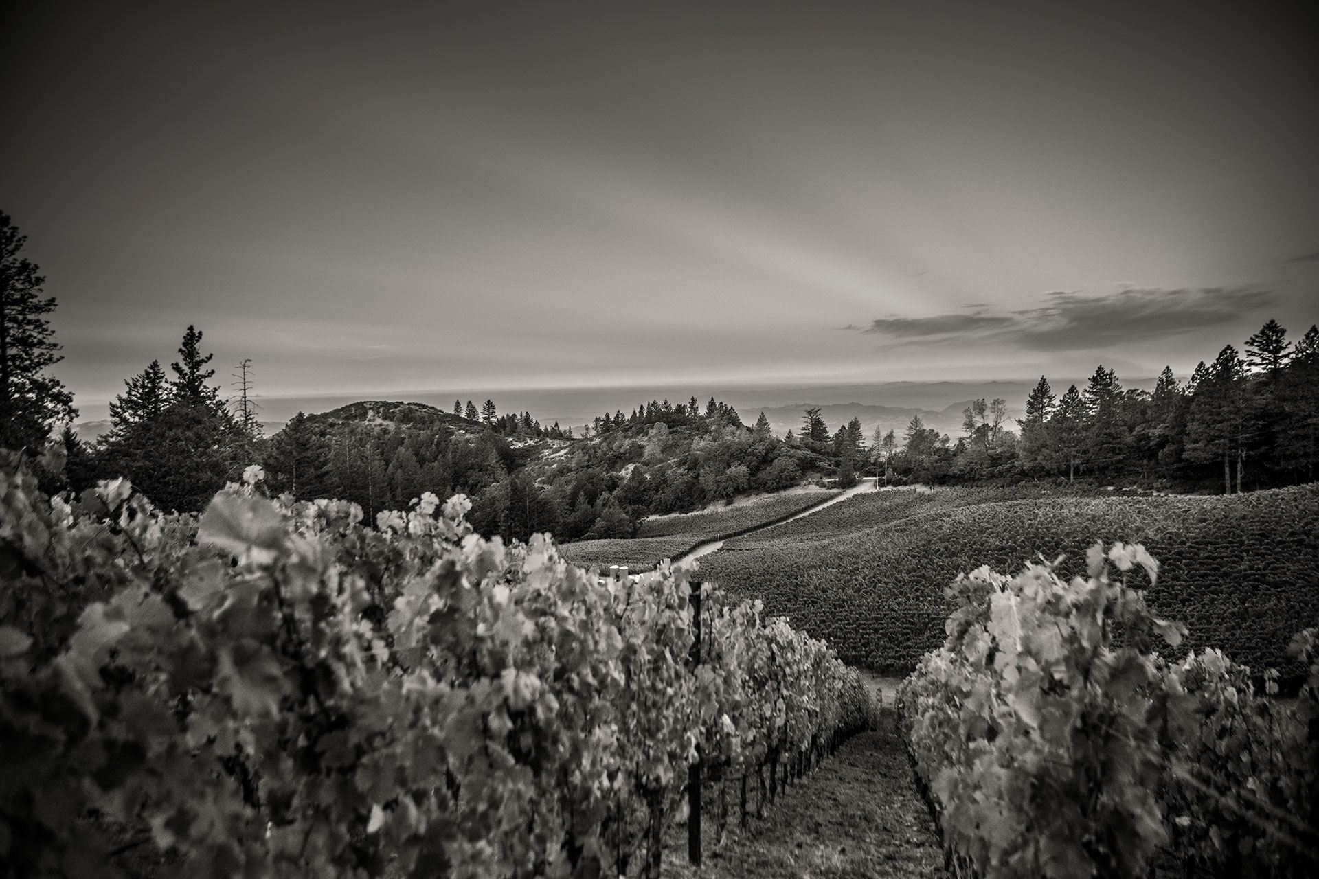 Welcome - Melka Estates